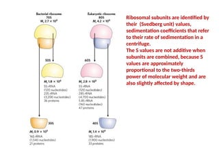 translation in prokaryotes and eukaryotes | PPTX