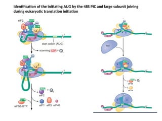 translation _molecular biology_initiation_elongation_termination | PPT