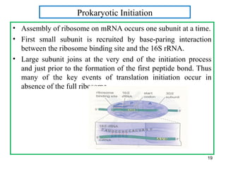 Translation mechanism in prokayote and eukaryote.ppt