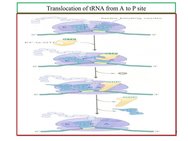 Translation mechanism in prokayote and eukaryote.ppt