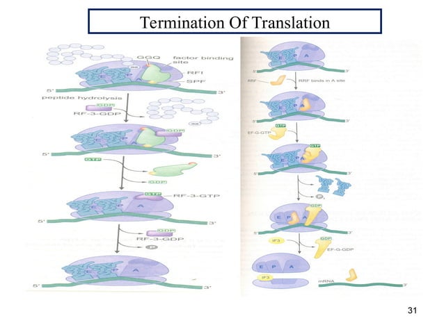 Translation mechanism in prokayote and eukaryote.ppt