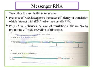 Translation mechanism in prokayote and eukaryote.ppt