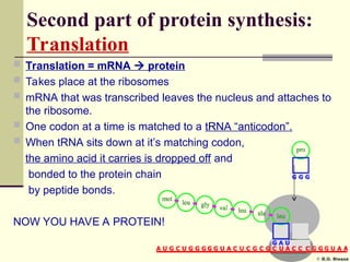 Central dogma of molecular biology Translation.ppt