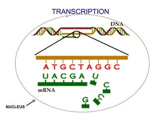Central dogma of molecular biology Translation.ppt