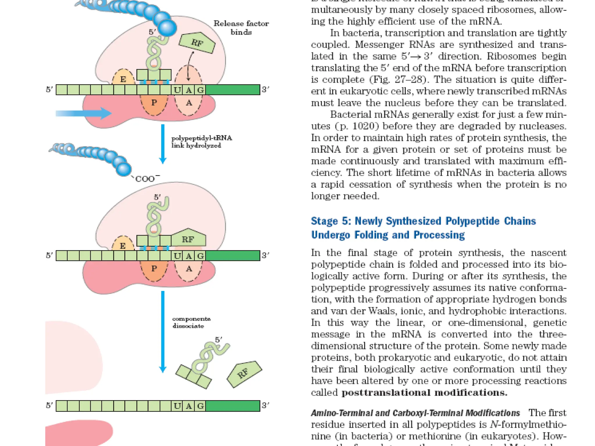 Protein Synthesis_translation regulation .ppt