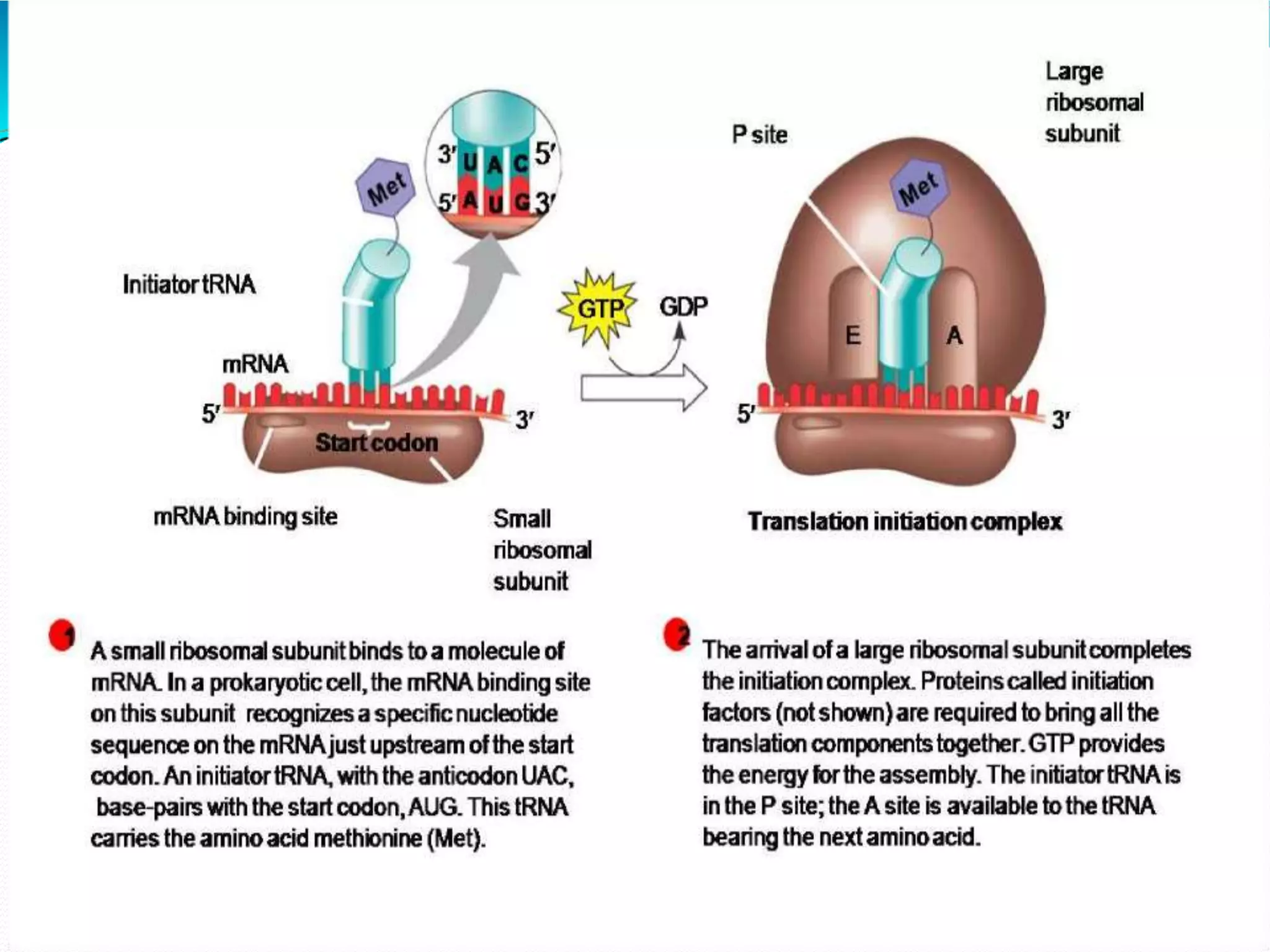 translation-protein synthesis.pptx