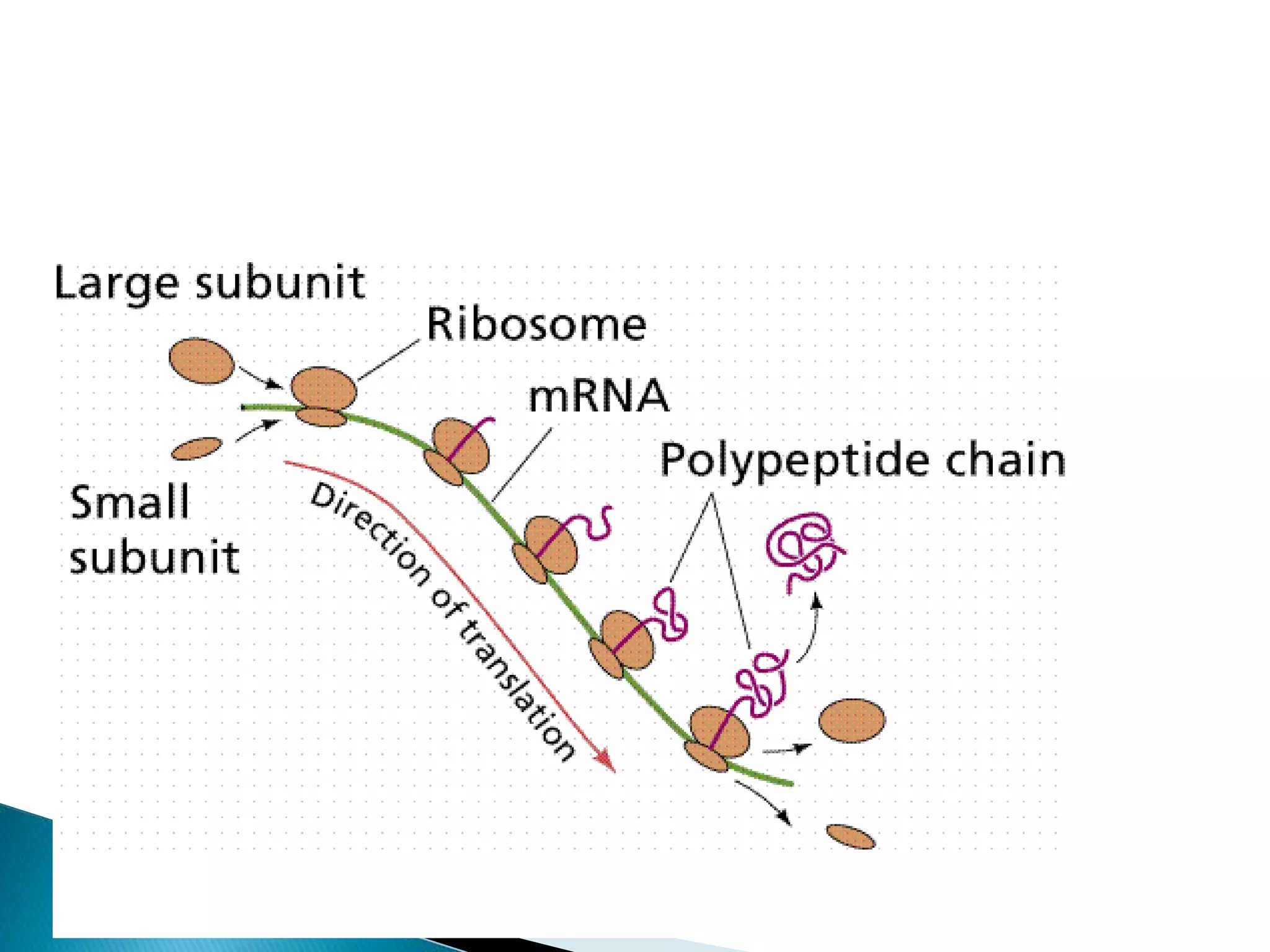 Translation (1) | PPT