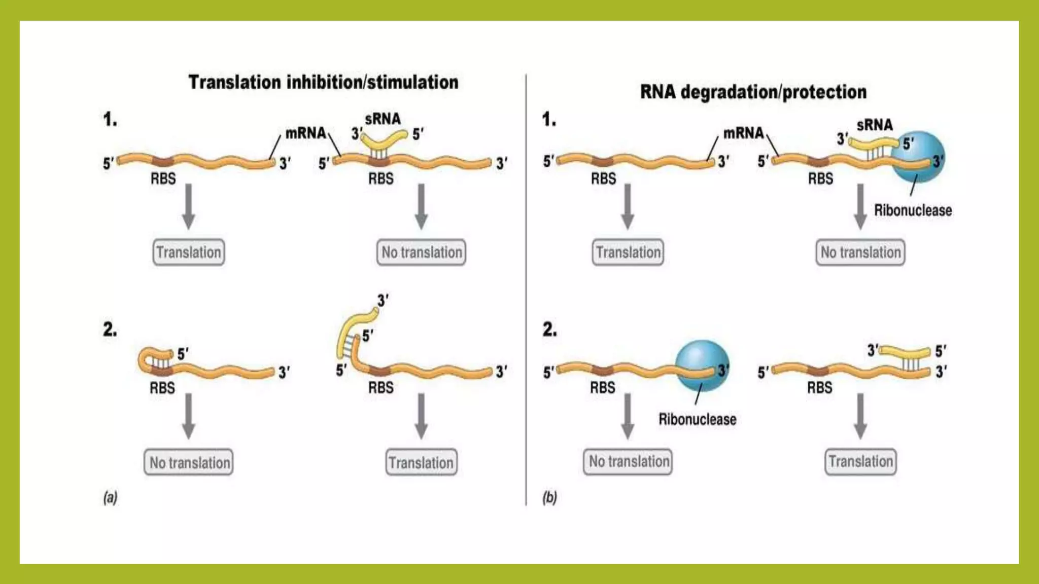 Translational regulation in prokaryotes.pptx