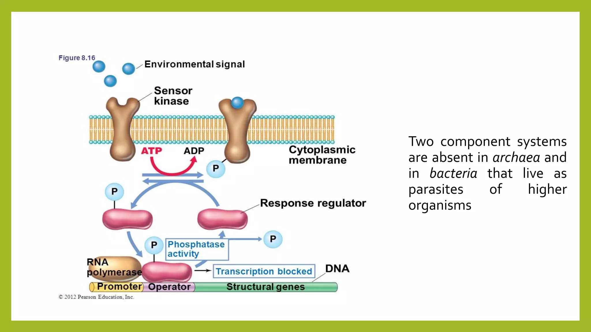 Translational regulation in prokaryotes.pptx
