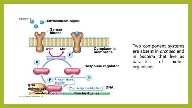 Translational regulation in prokaryotes.pptx | Chemistry | Science
