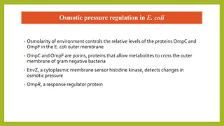 Translational regulation in prokaryotes.pptx