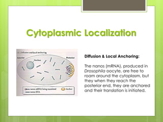 Translational Regulation of Development | PDF