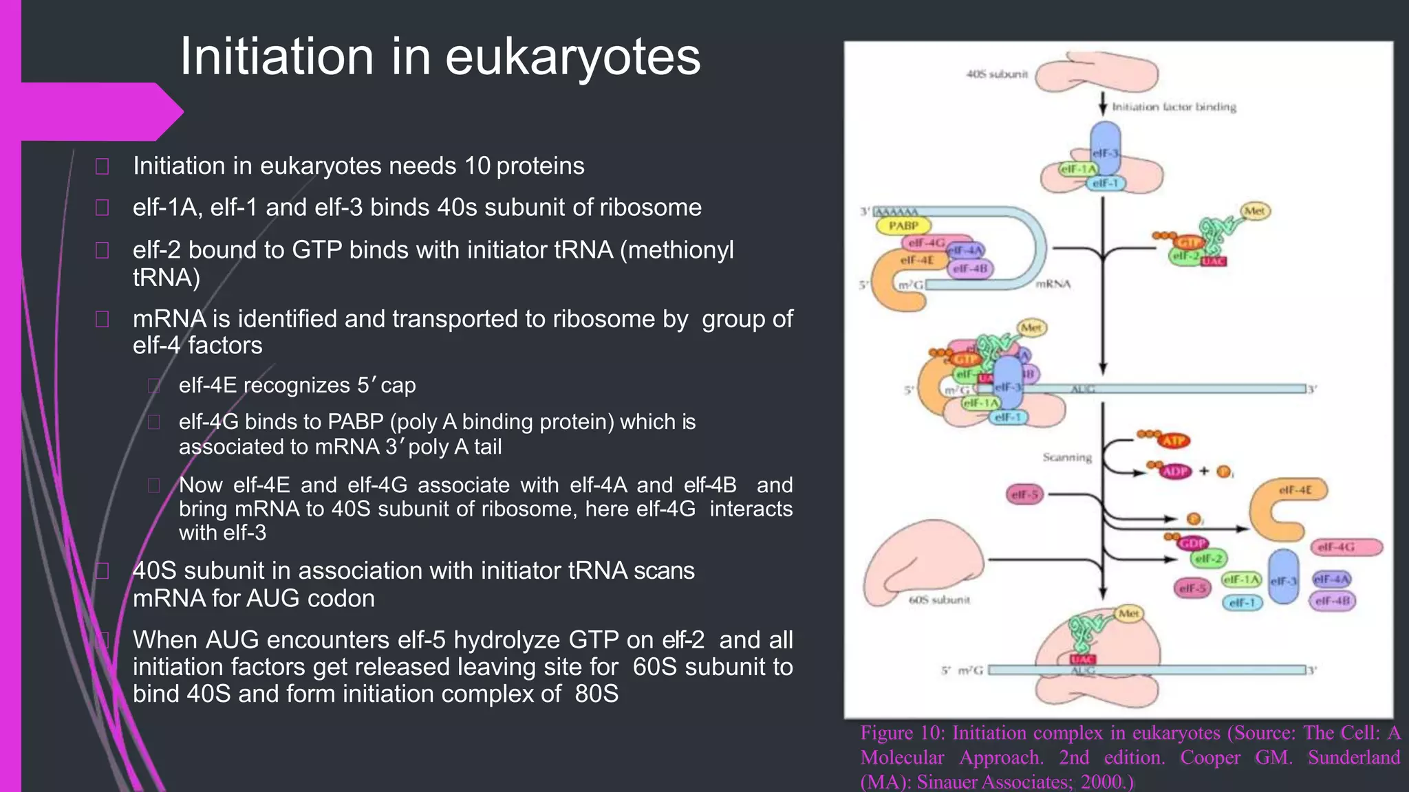 Translation and its regulation post translational modification | PPTX