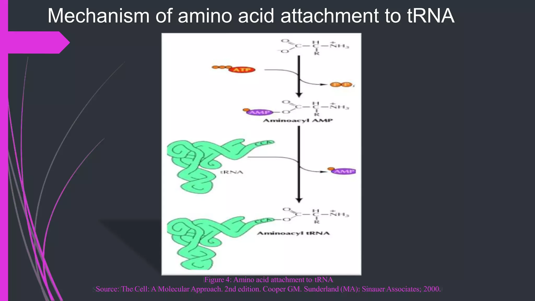 Translation and its regulation post translational modification | PPTX