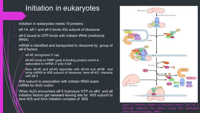 Translation and its regulation post translational modification | PPTX ...