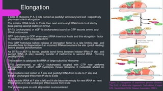 Translation and its regulation post translational modification | PPTX
