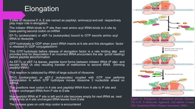 Translation and its regulation post translational modification | PPTX ...