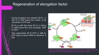 Translation and its regulation post translational modification | PPTX