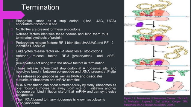 Translation and its regulation post translational modification | PPTX ...
