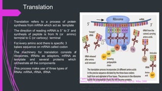 Translation and its regulation post translational modification | PPTX ...