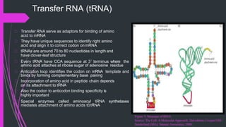 Translation and its regulation post translational modification | PPTX