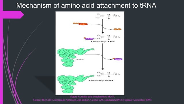 Translation and its regulation post translational modification | PPTX ...