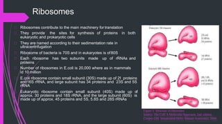 Translation and its regulation post translational modification | PPTX