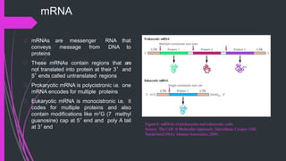 Translation and its regulation post translational modification | PPTX
