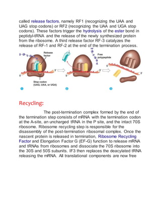 Translation and microbial protein production | DOCX