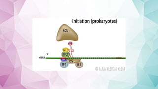 Translation and Post Translational Modification | PPTX