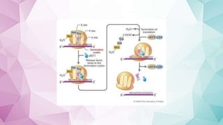 Translation and Post Translational Modification | PPTX
