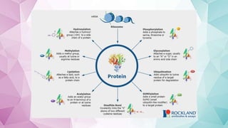 Translation and Post Translational Modification | PPTX