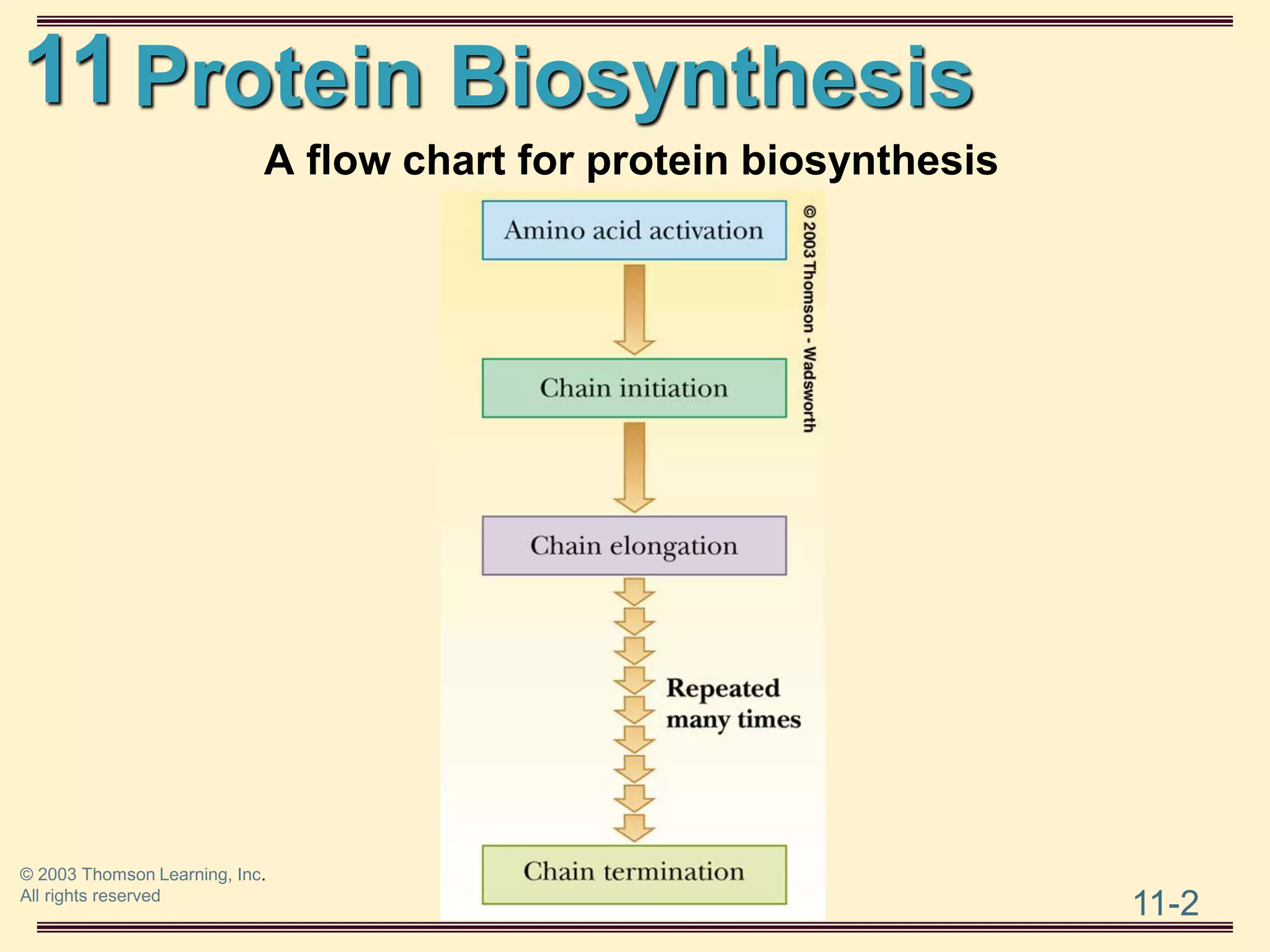 TRANSLATION AND PROTEIN SYNTHESIS.pdf