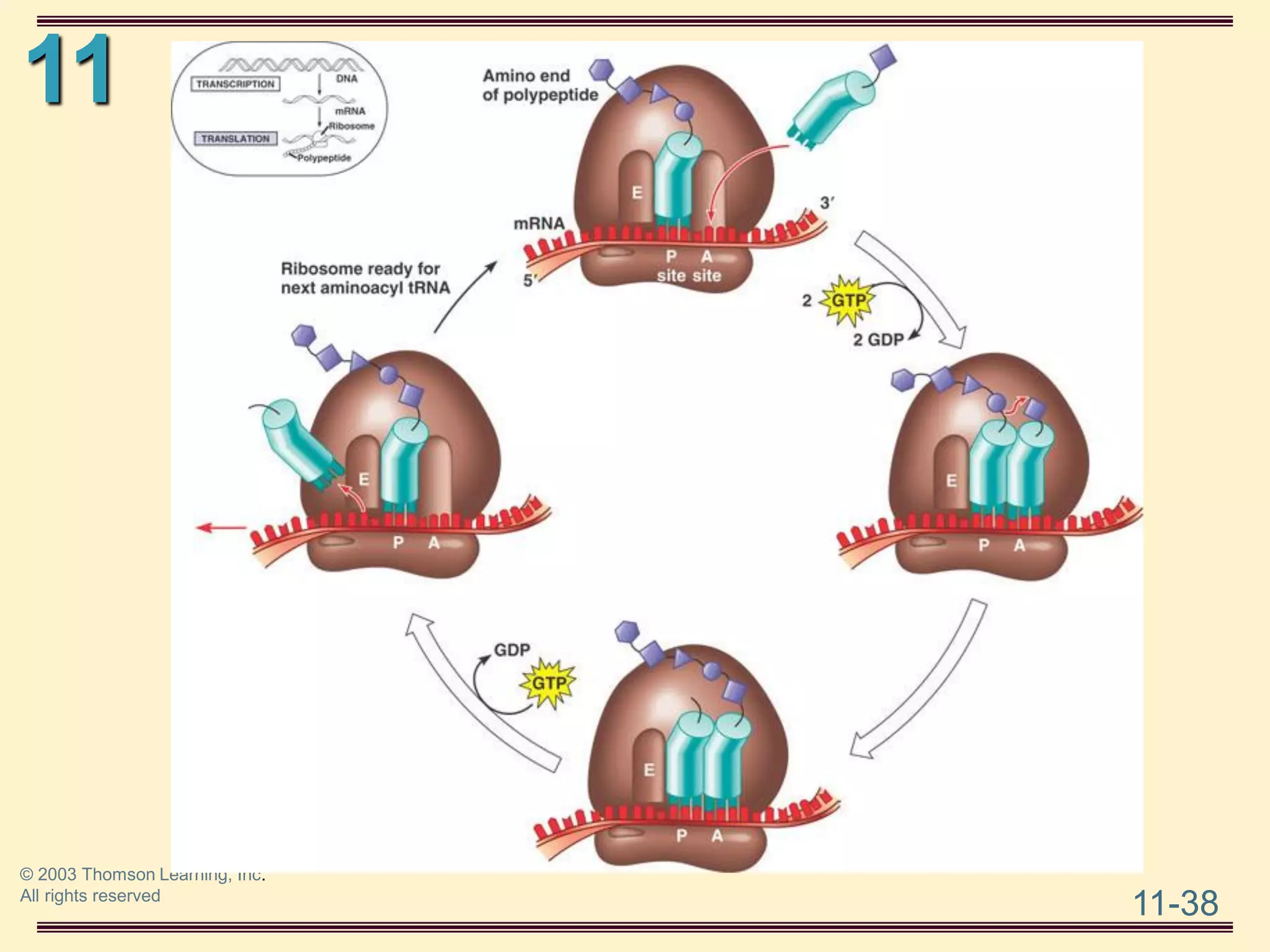 TRANSLATION AND PROTEIN SYNTHESIS.pdf