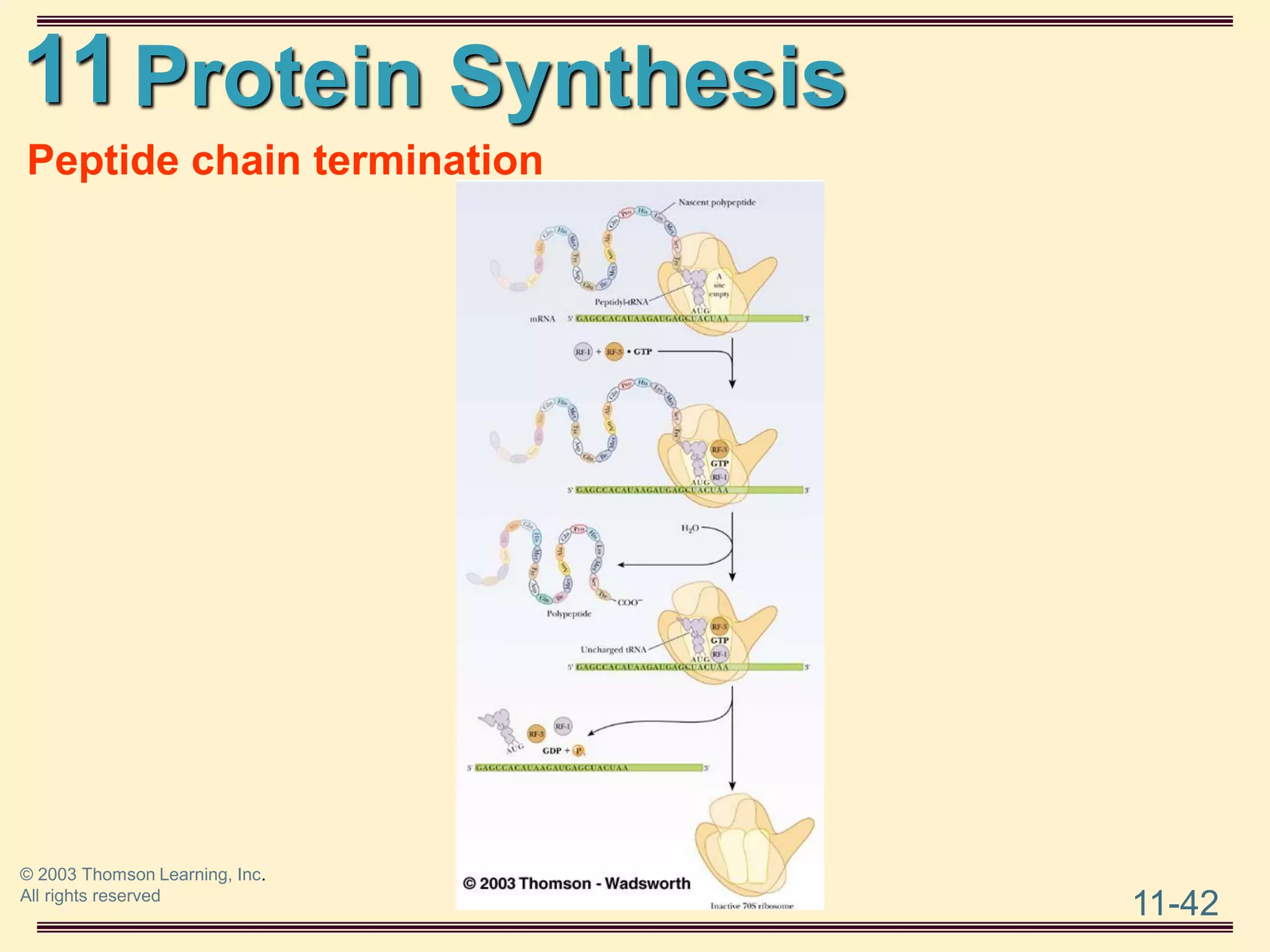 TRANSLATION AND PROTEIN SYNTHESIS.pdf