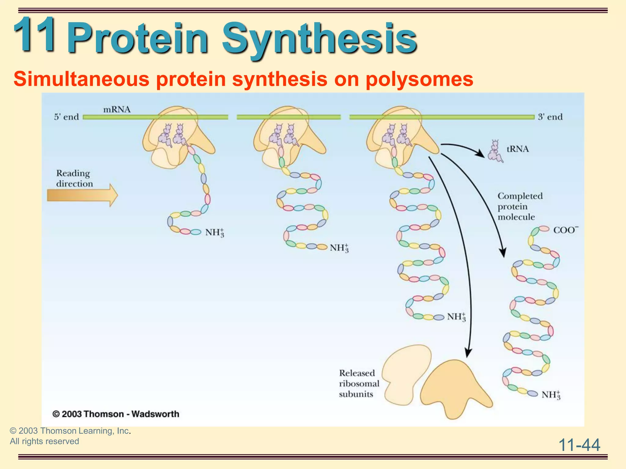 TRANSLATION AND PROTEIN SYNTHESIS.pdf