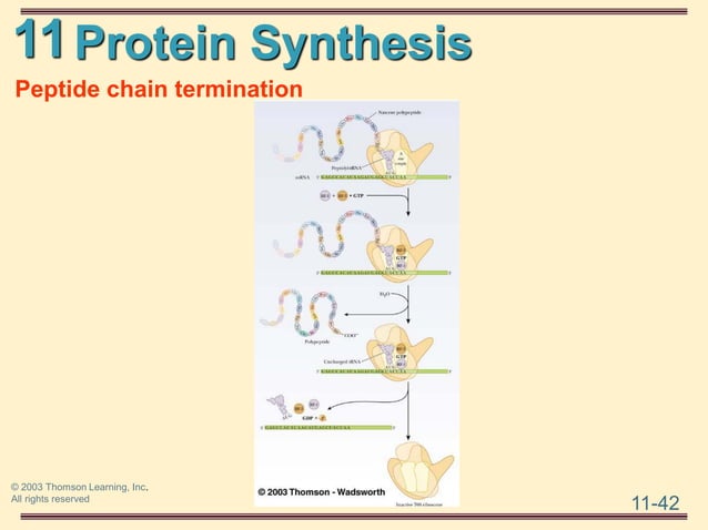 TRANSLATION AND PROTEIN SYNTHESIS.pdf
