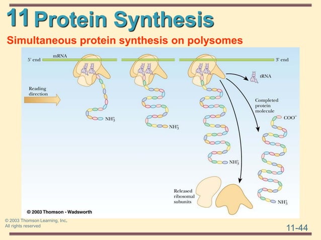 TRANSLATION AND PROTEIN SYNTHESIS.pdf
