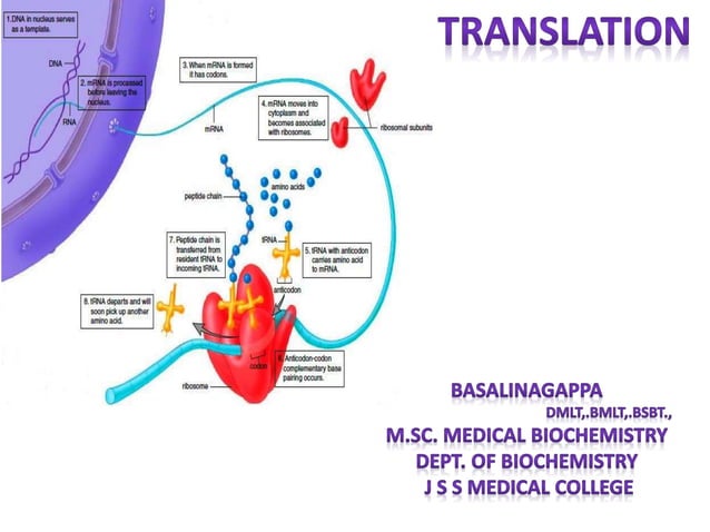 Translation and post translational modifications | PPTX | Programming ...