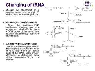 Translation Basics.ppt | Free Download