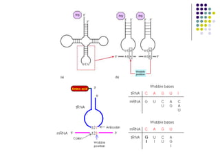 Translation Basics.ppt | Free Download
