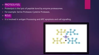 Translation in prokaryotes and eukaryotes | PPTX