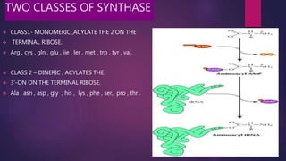 Translation in prokaryotes and eukaryotes | PPT