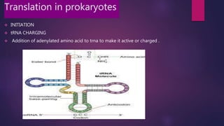 Translation in prokaryotes and eukaryotes | PPTX