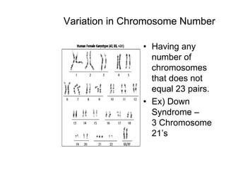Translation Genetic Code Mutations Pdf