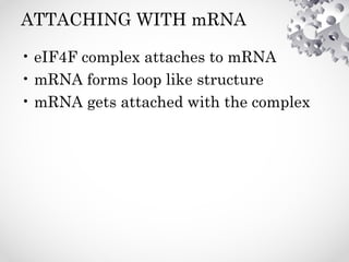 Translation in eukaryotes | PPT