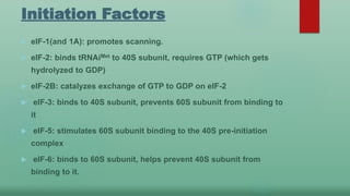 Translation in eukaryotes | PPTX | Biological Sciences | Science