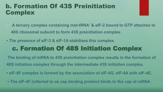 Translation in eukaryotes | PPTX | Biological Sciences | Science