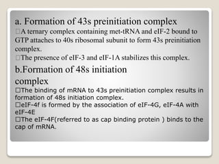 Translation in eukaryotes | PPT