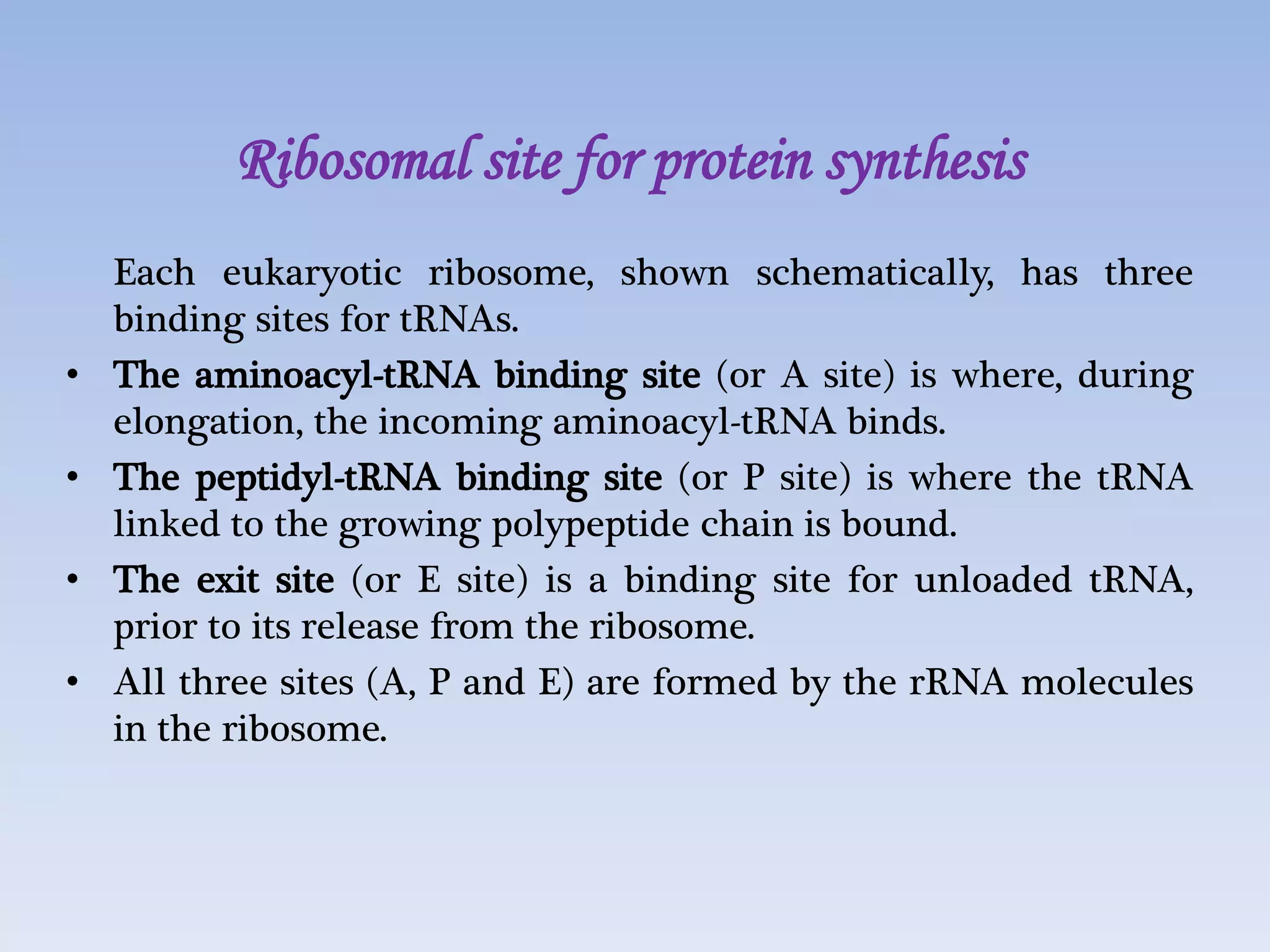 Translation in eukaryotes | PPTX